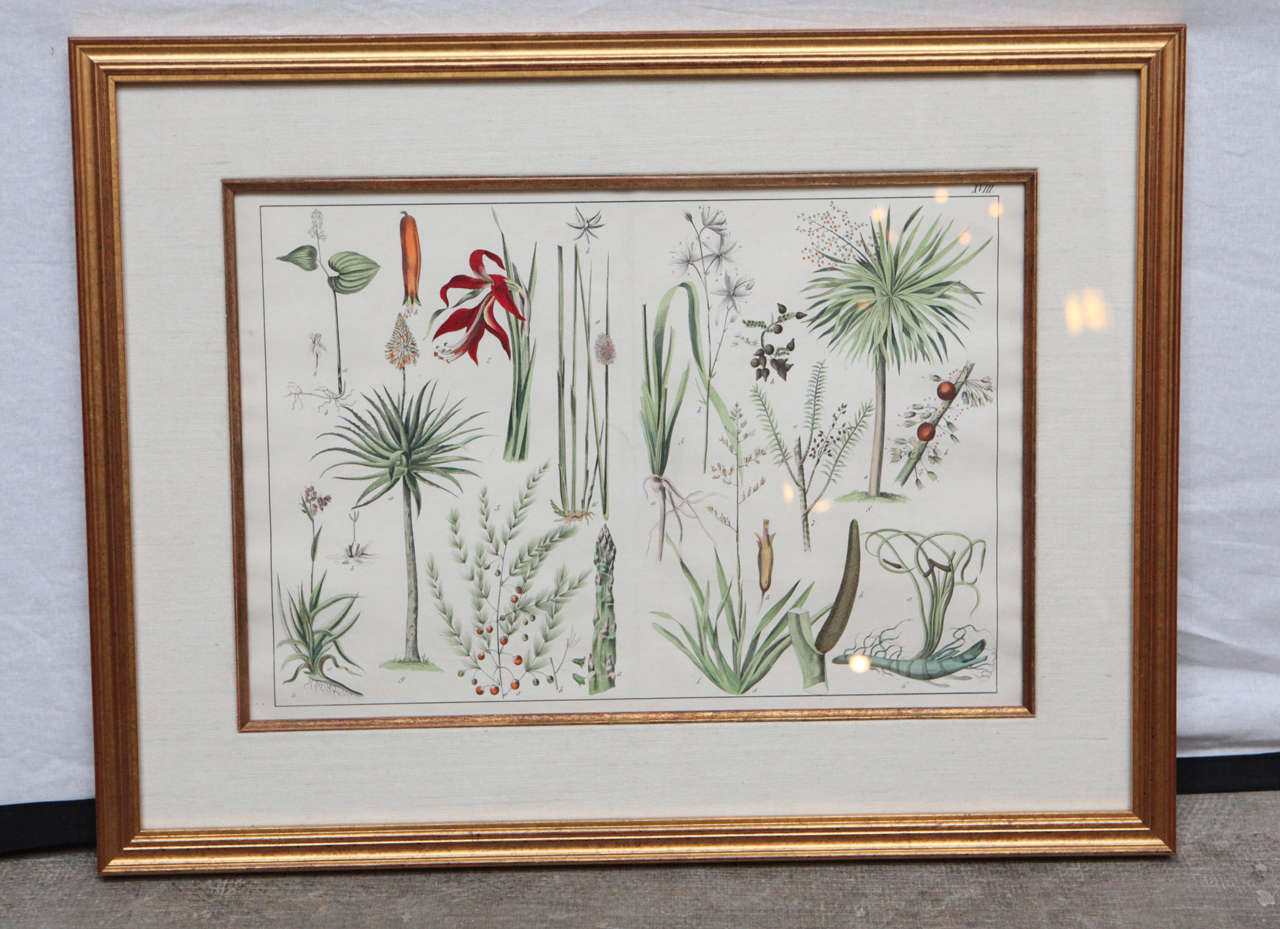 18th Century Large Hand-Tinted Botanical Lithograph For Sale at 1stDibs