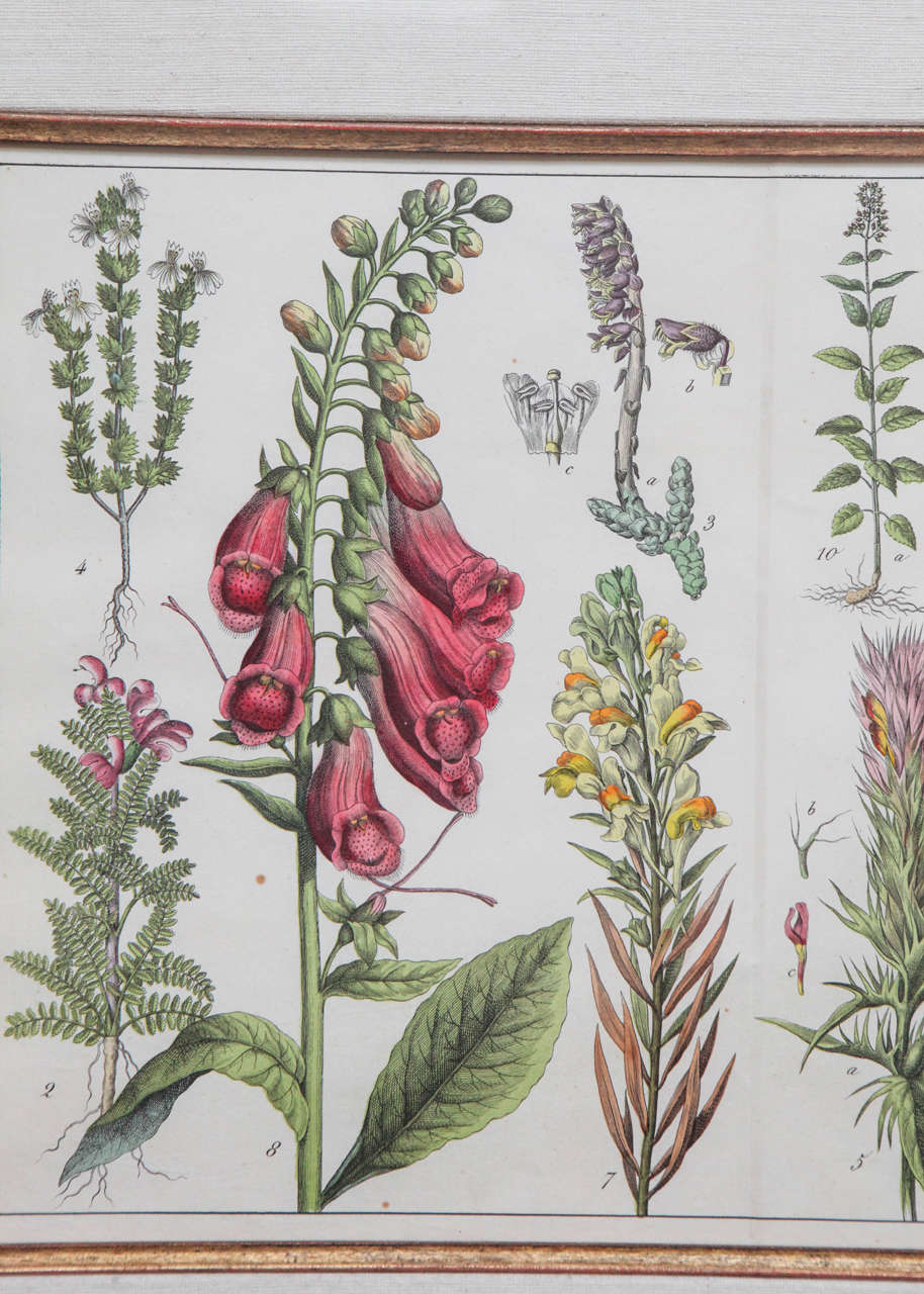 18th Century Large Hand-Tinted Botanical Lithograph For Sale at 1stDibs ...