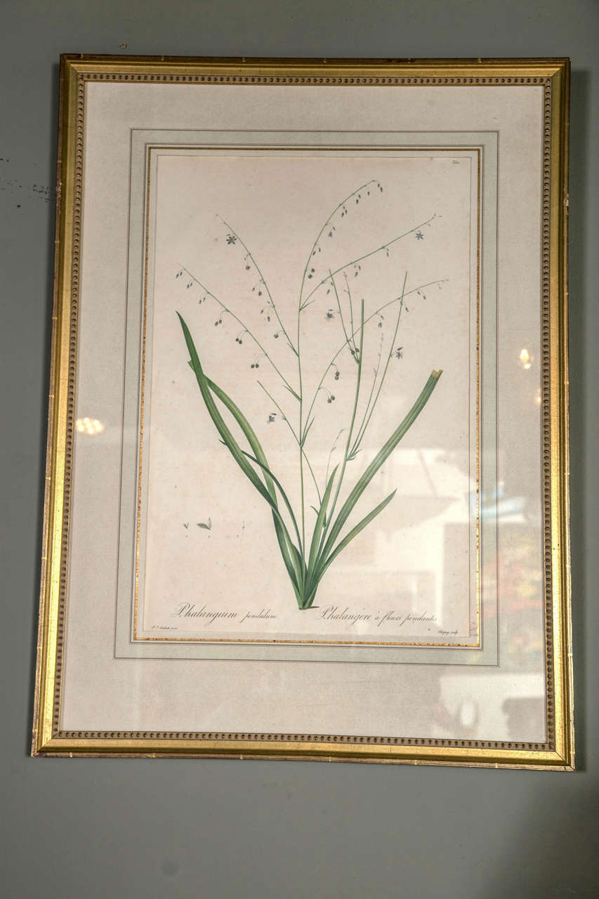 P.J. Redoute Engravings For Sale at 1stDibs