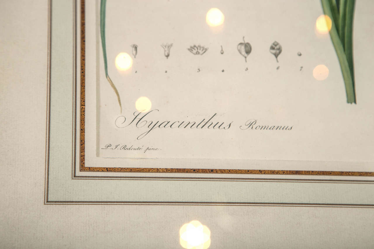 P.J. Redoute Engravings For Sale at 1stDibs