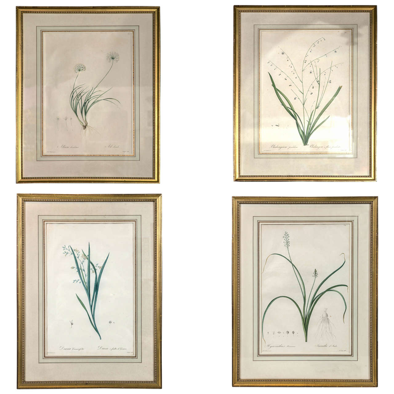 P.J. Redoute Engravings For Sale at 1stDibs
