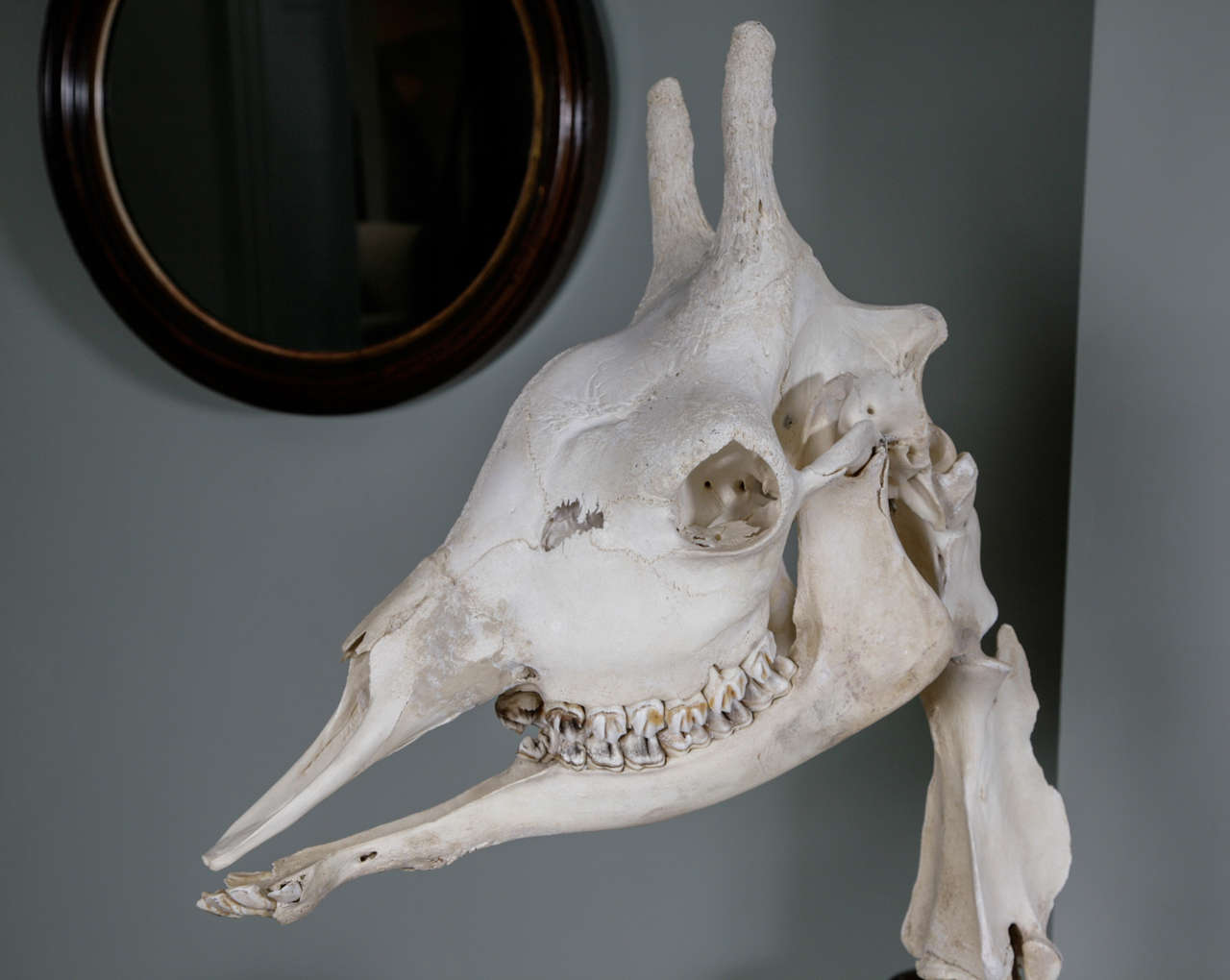 A 20th Century Giraffes Head and Neck at 1stDibs | giraffe neck bones