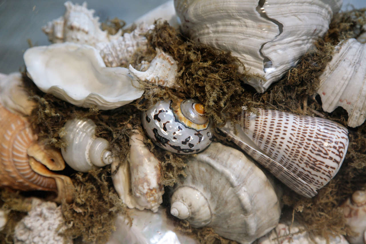 A Victorian Case of Shells at 1stDibs