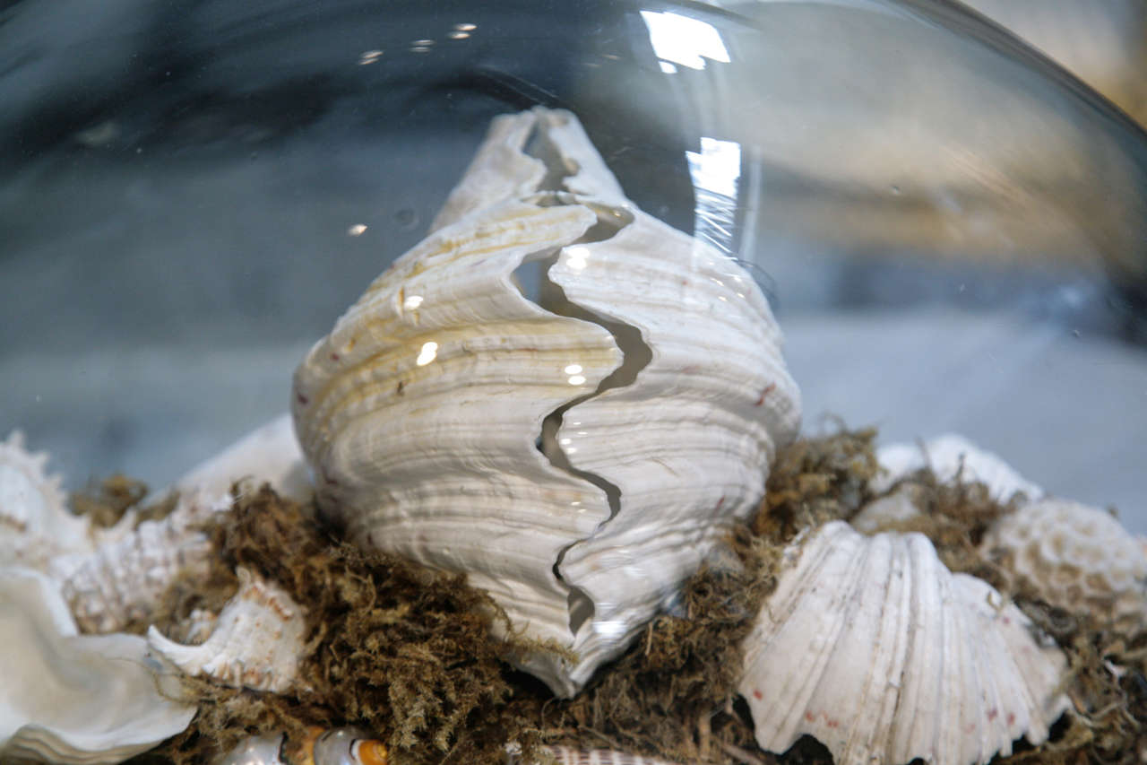 A Victorian Case of Shells at 1stDibs