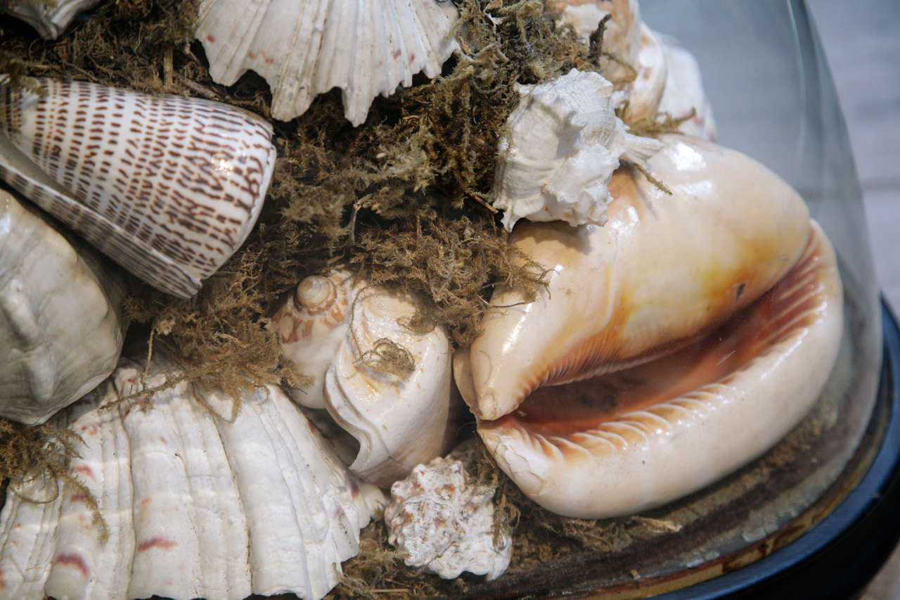 A Victorian Case of Shells at 1stDibs