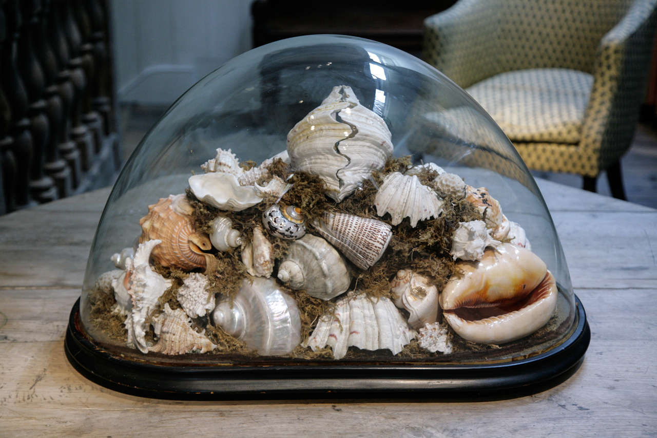 A Victorian Case of Shells at 1stDibs