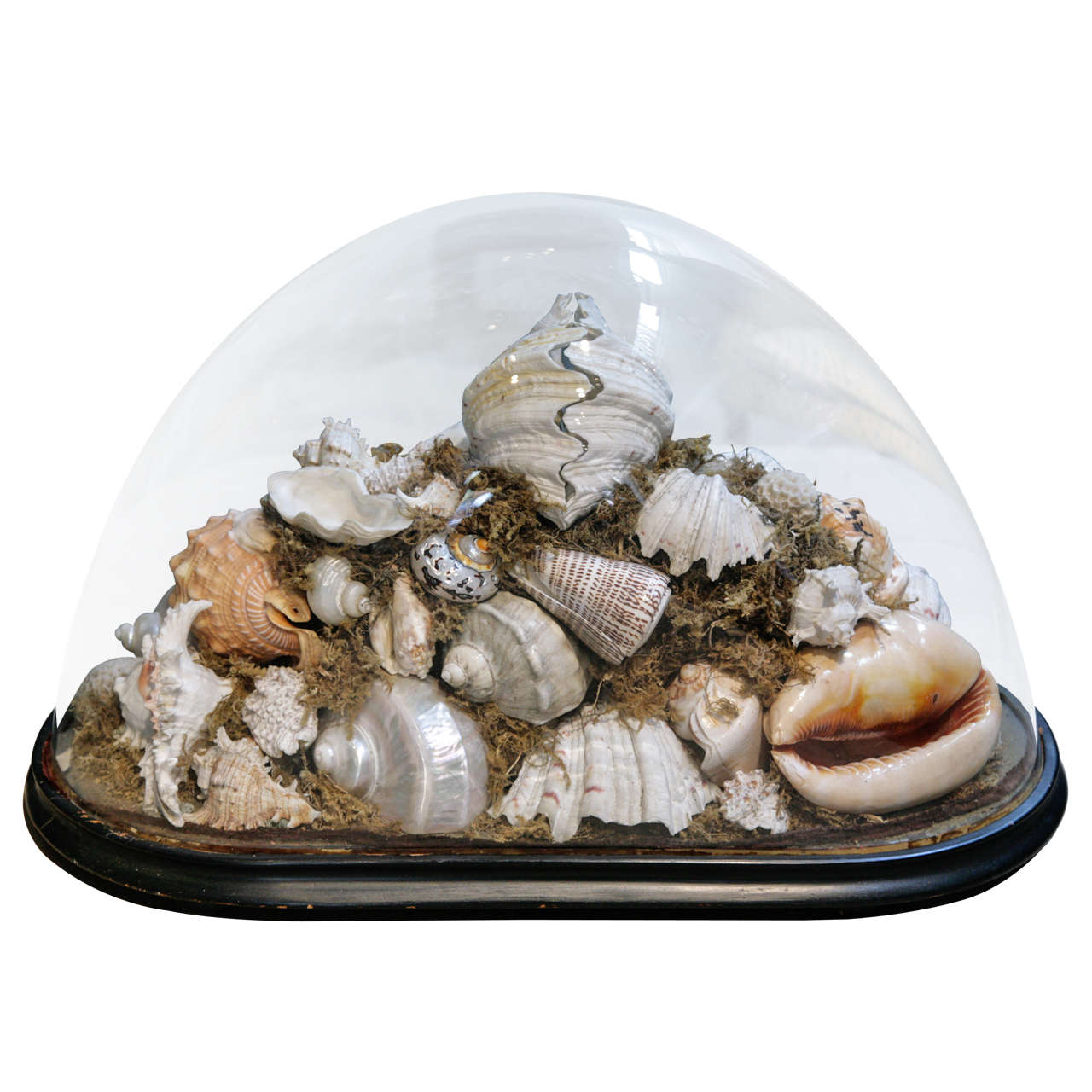 A Victorian Case of Shells at 1stDibs