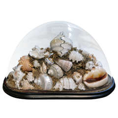 A Victorian Case of Shells at 1stDibs