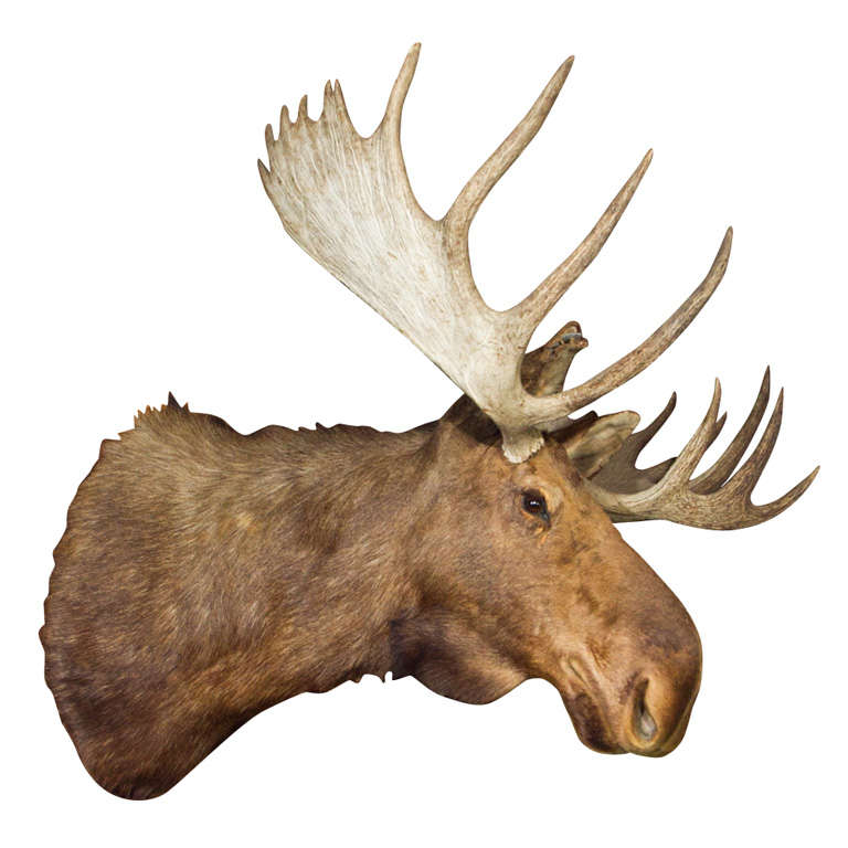 Immense Vintage Moose Head at 1stDibs