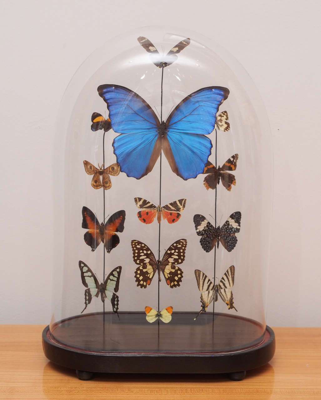 Specimen Butterflies Under Glass Dome at 1stDibs