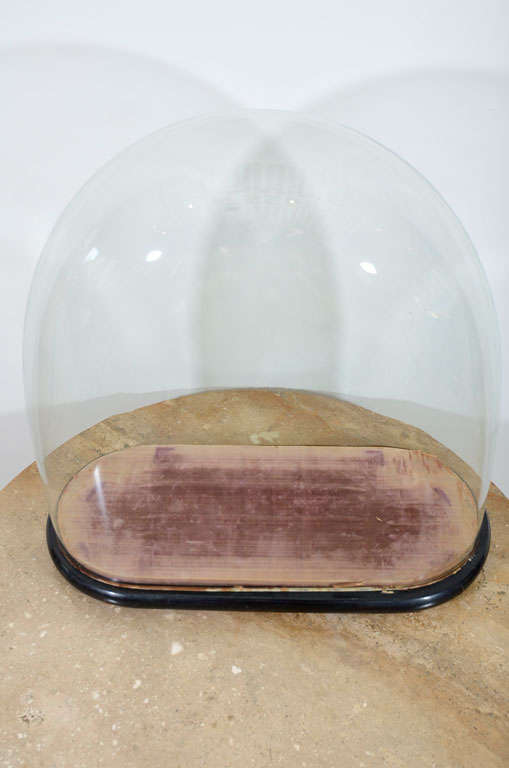 An Oval Glass Display Dome and Wooden Stand. at 1stDibs