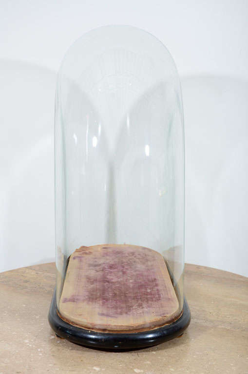 An Oval Glass Display Dome and Wooden Stand. at 1stDibs