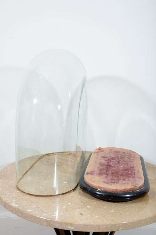 An Oval Glass Display Dome and Wooden Stand. at 1stDibs