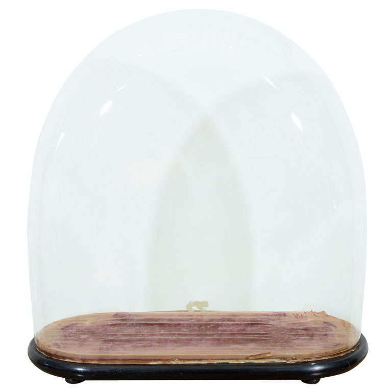 An Oval Glass Display Dome and Wooden Stand. at 1stDibs