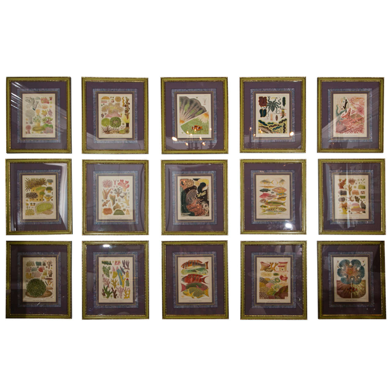 Chromo-lithographs of Great Barrier Reef at 1stDibs