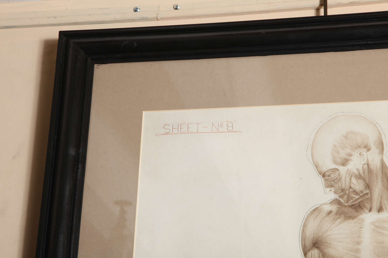 Set of Four Anatomical Drawings, After the Antique at 1stDibs | vintage ...