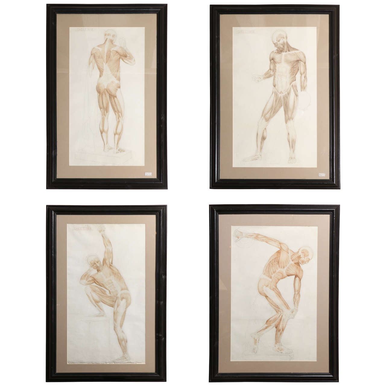 Set of Four Anatomical Drawings, After the Antique at 1stDibs | vintage ...