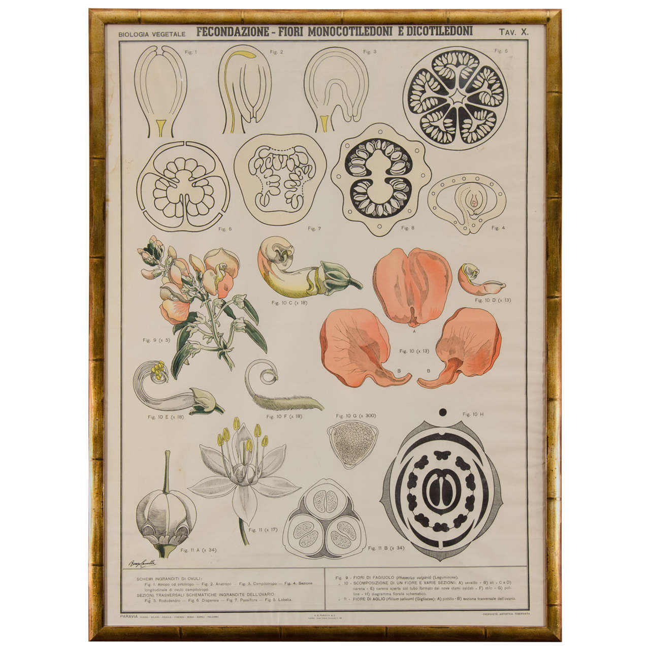 Early 20th Century Italian Botanical Print For Sale at 1stDibs ...