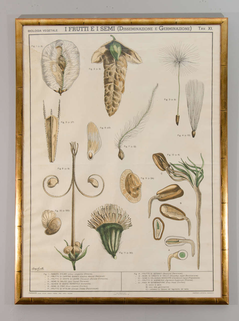 Early 20th Century Italian Botanical Print in Gilded Frame at 1stDibs