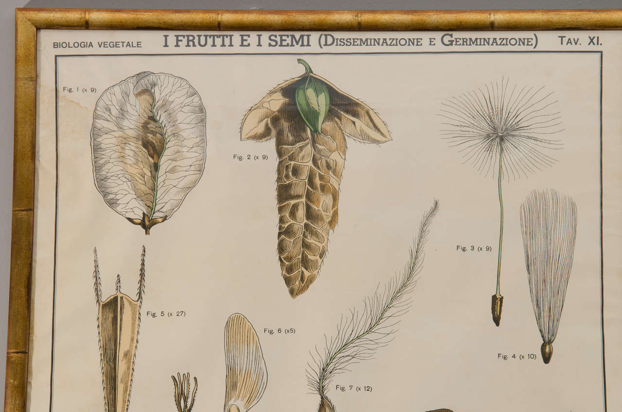 Early 20th Century Italian Botanical Print in Gilded Frame at 1stDibs