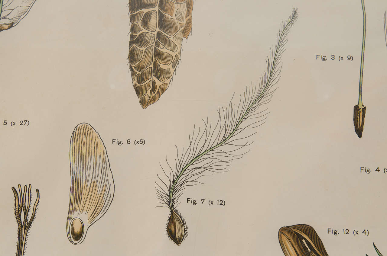 Early 20th Century Italian Botanical Print in Gilded Frame at 1stDibs