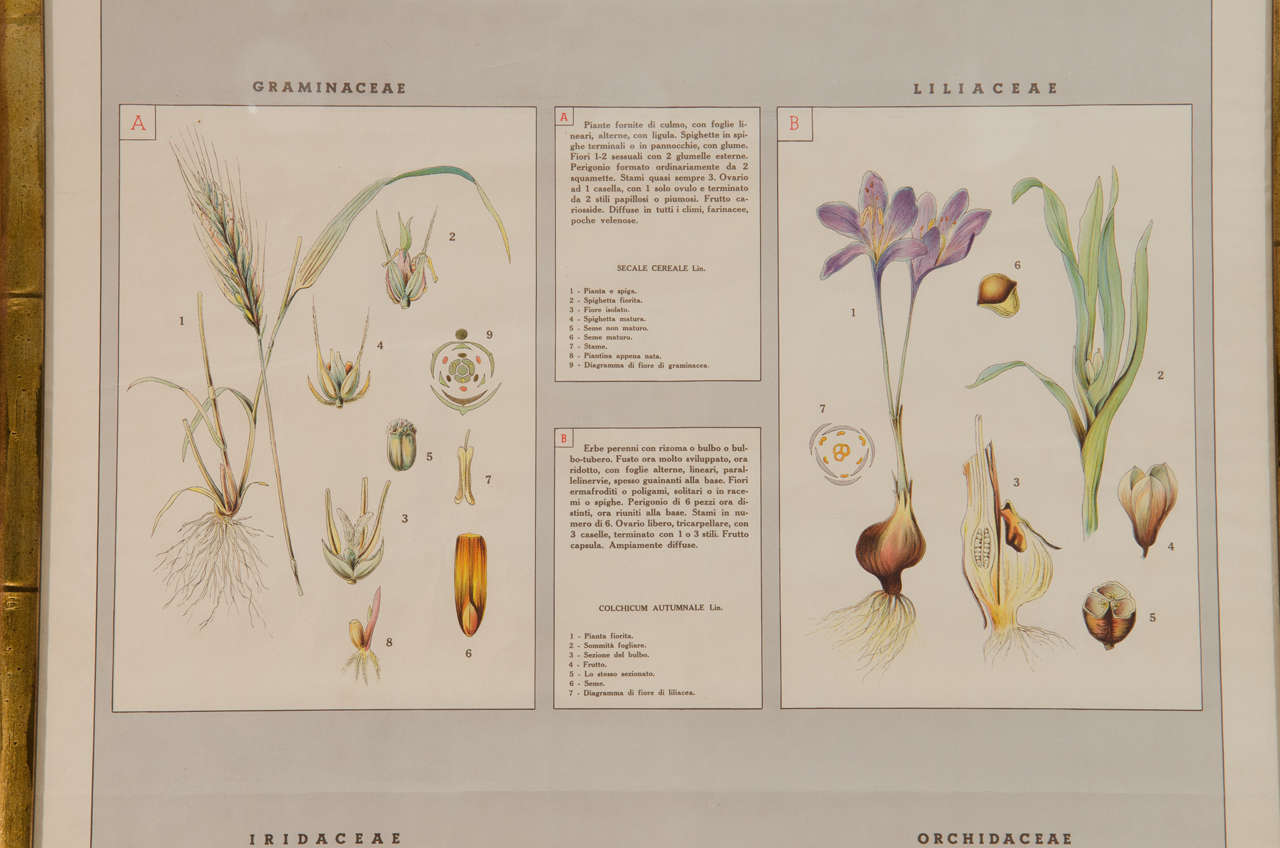 Early 20th Century Italian Botanical Print For Sale at 1stDibs ...