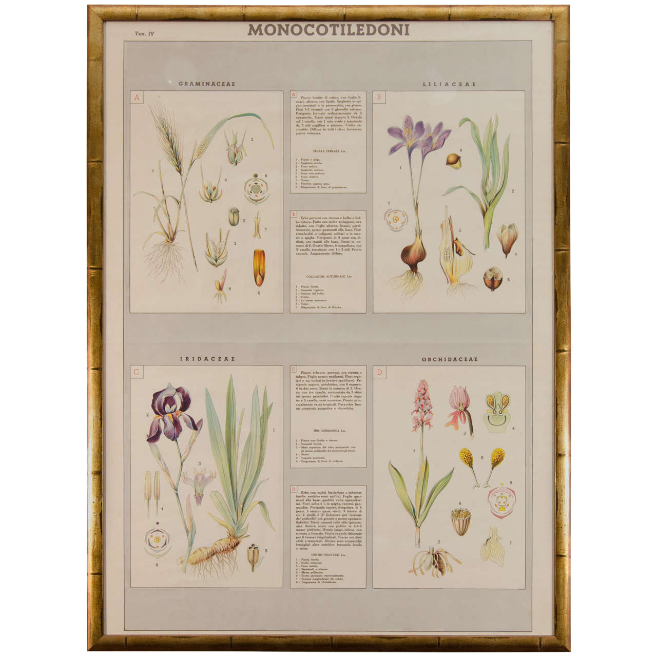 Early 20th Century Italian Botanical Print For Sale at 1stDibs ...