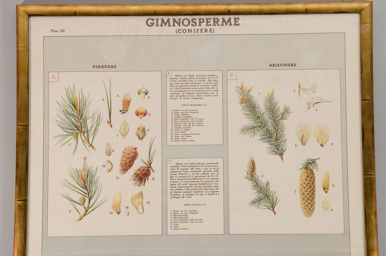 Early 20th Century Italian Botanical Print For Sale at 1stDibs
