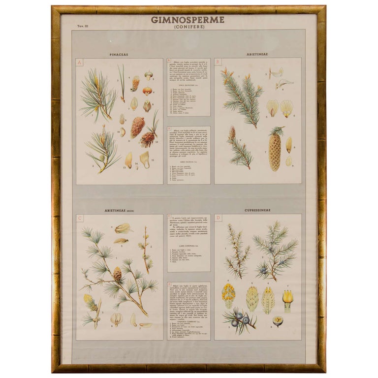 Early 20th Century Italian Botanical Print For Sale at 1stDibs