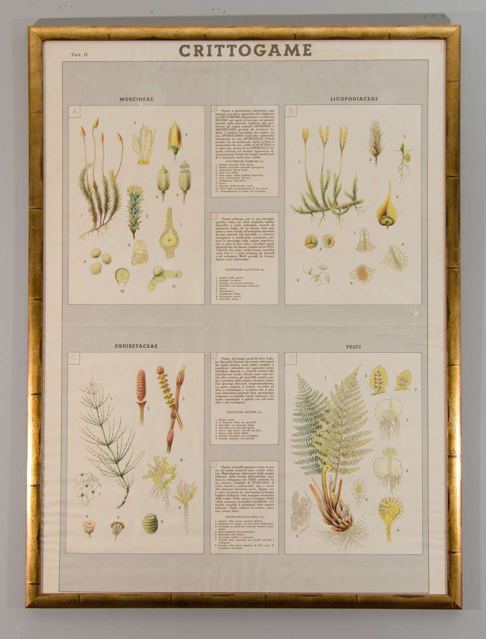 Early 20th Century Italian Botanical Print For Sale at 1stDibs