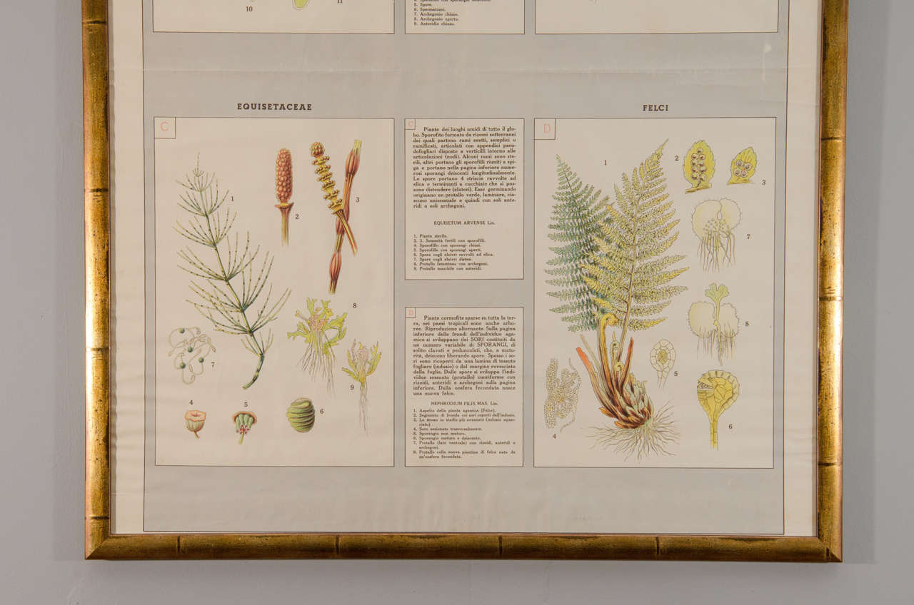 Early 20th Century Italian Botanical Print For Sale at 1stDibs