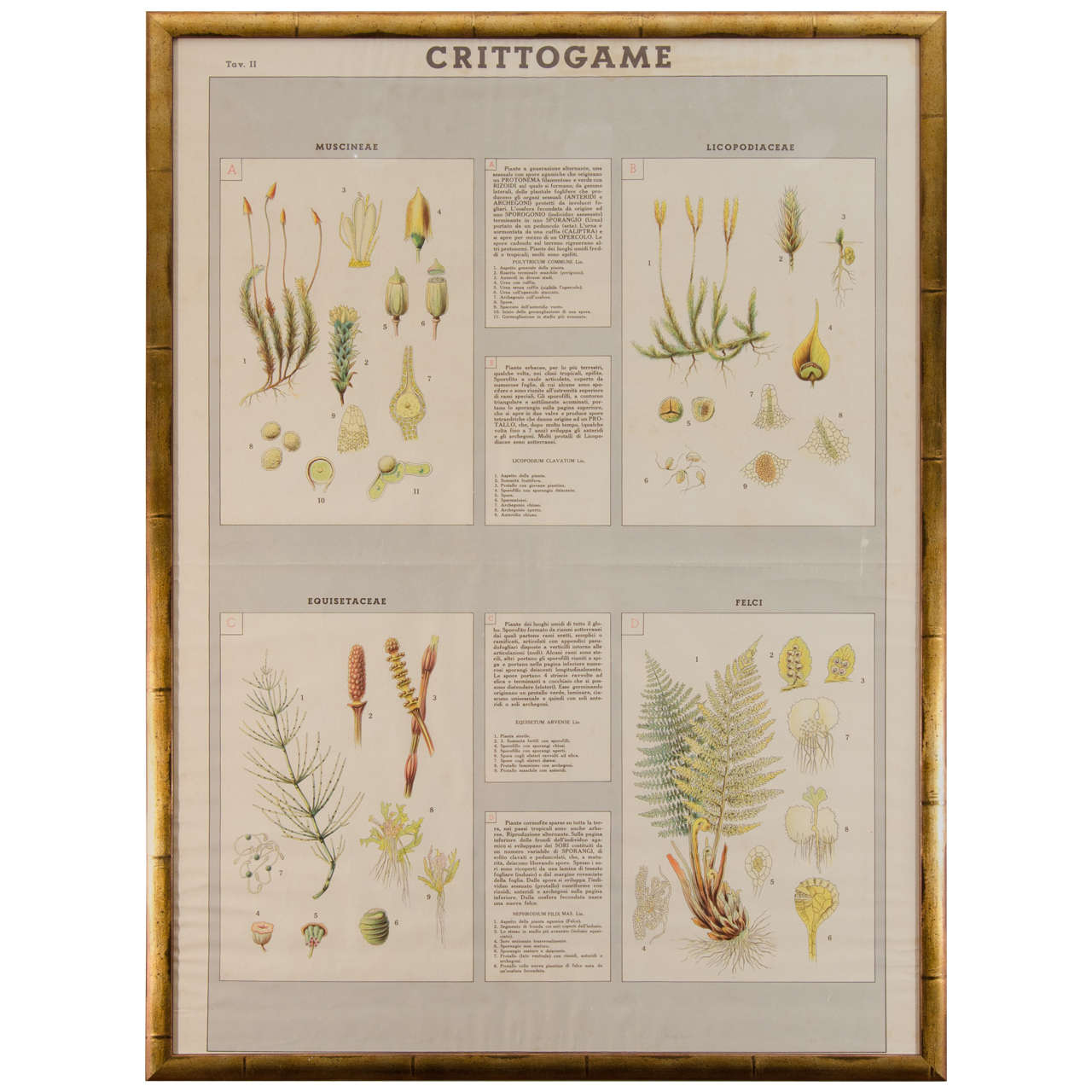 Early 20th Century Italian Botanical Print For Sale at 1stDibs