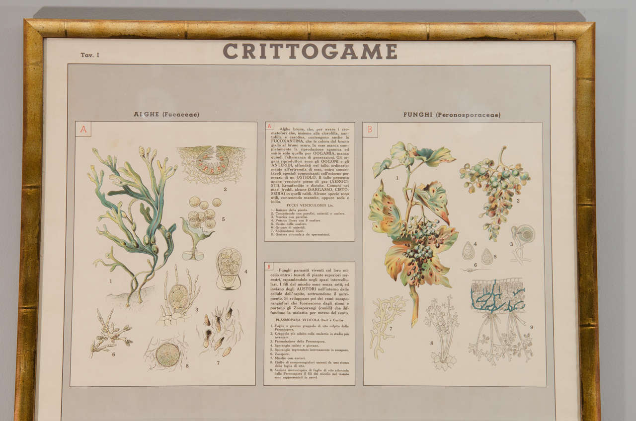 Early 20th Century Italian Botanical Print For Sale at 1stDibs ...