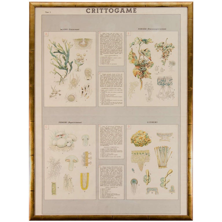 Early 20th Century Italian Botanical Print For Sale at 1stDibs ...