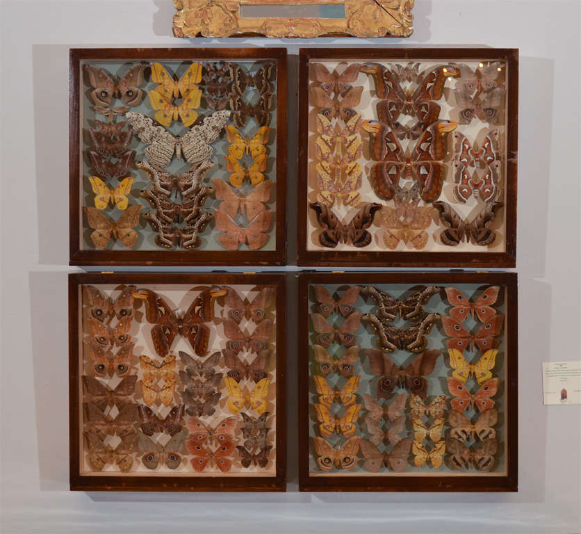 A Collection of Four Antique Shadowboxes of Moths. at 1stDibs