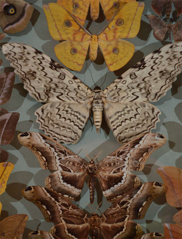 A Collection of Four Antique Shadowboxes of Moths. at 1stDibs