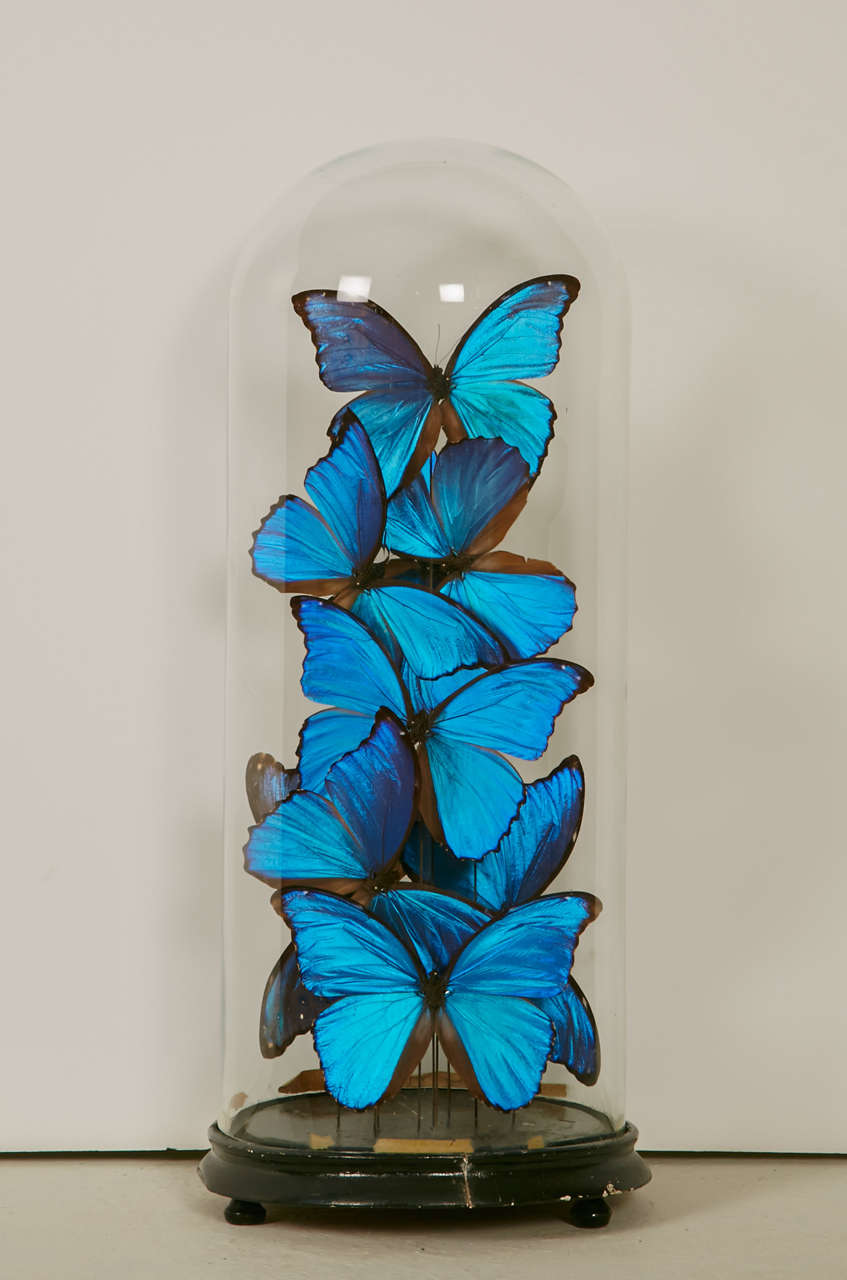 Collection of Morpho Butterflies under 19th Century Glass Dome at 1stDibs
