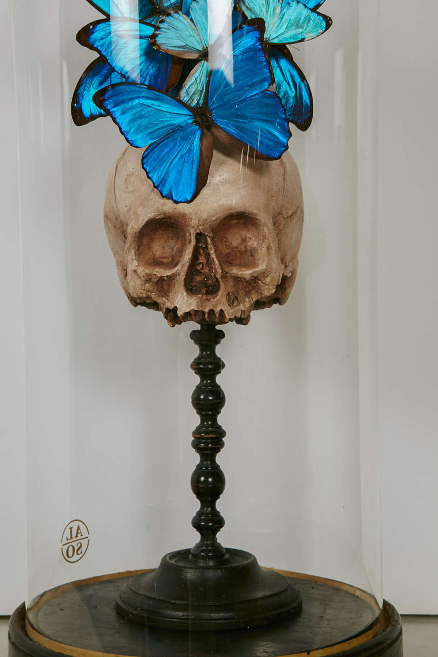19th Century Glass Dome with Butterflies and Vanity head in plaster at ...