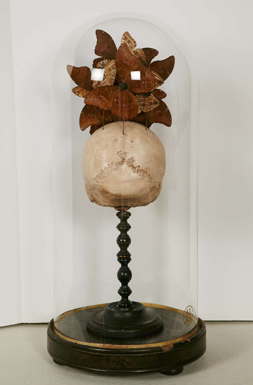 19th Century Glass Dome with Butterflies and Vanity head in plaster at ...
