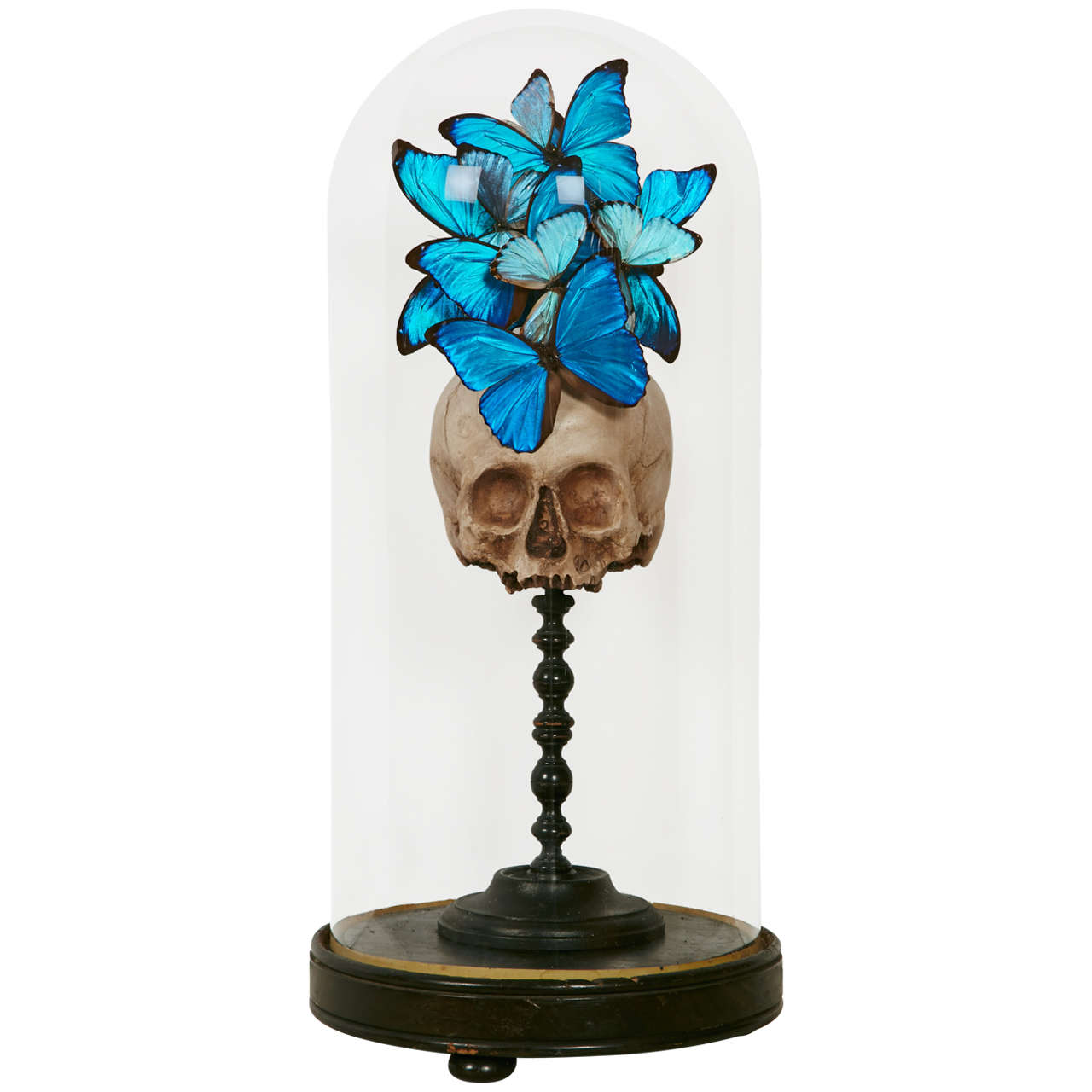 19th Century Glass Dome with Butterflies and Vanity head in plaster at ...