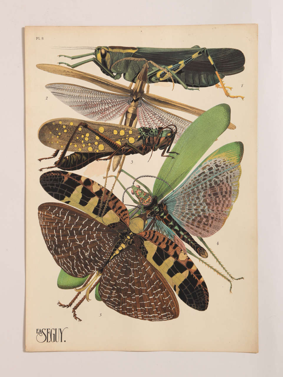 E.A. Seguy "Insectes" Folio Set of Eight Plates (Pochoirs in Color) at ...