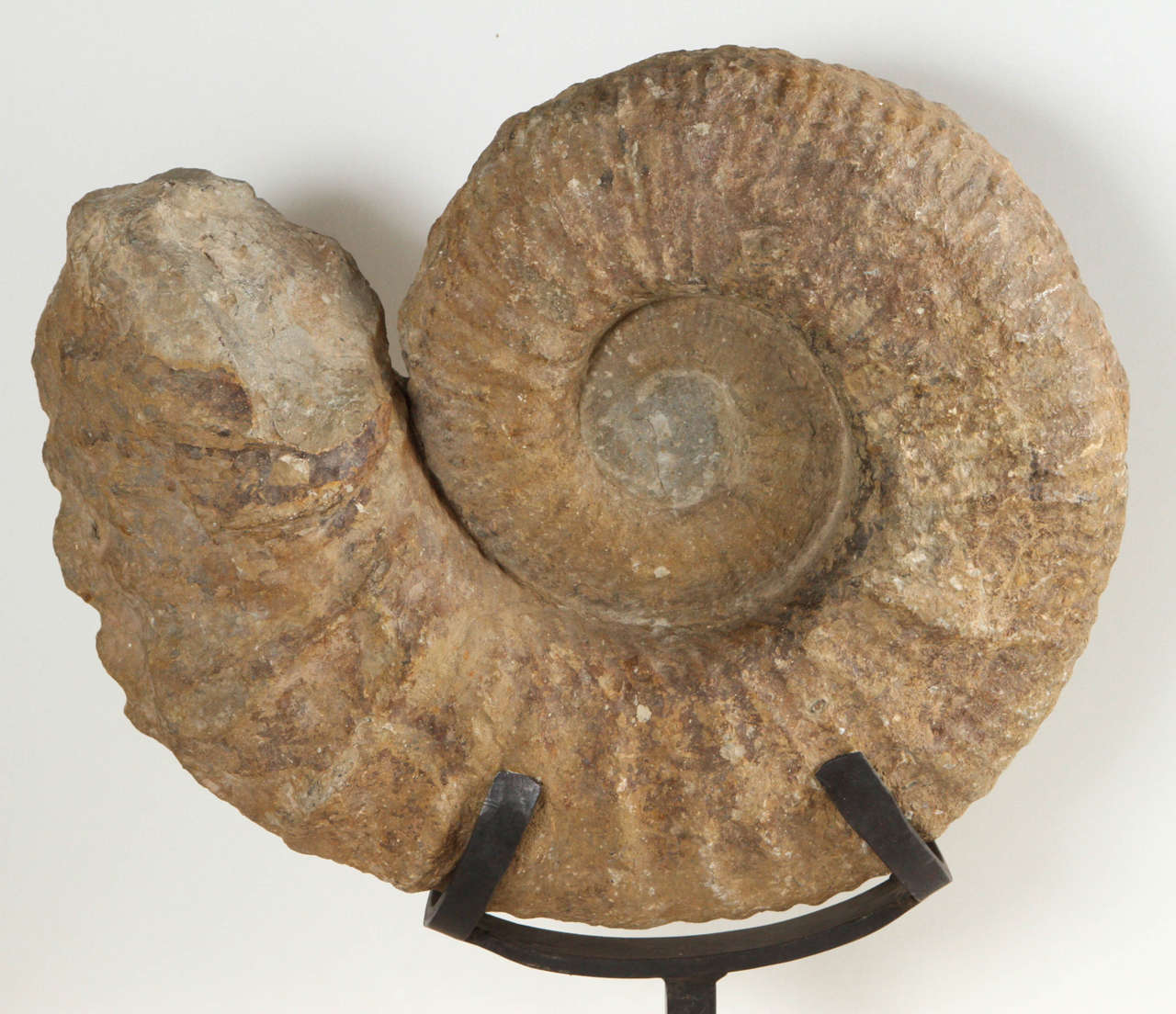 Amonite on Iron Stand For Sale at 1stDibs | amonite stone