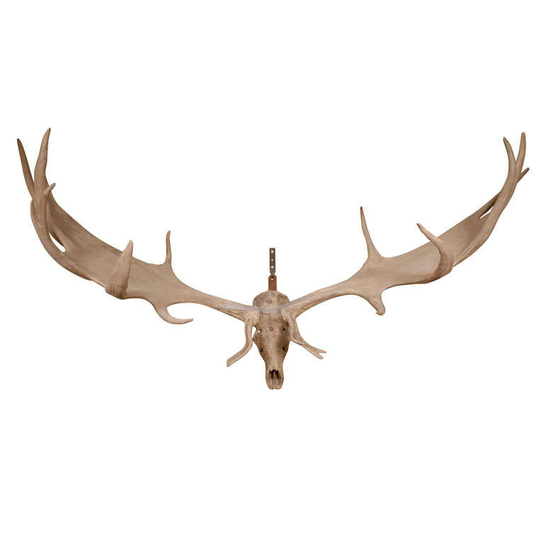 Fossilized Prehistoric Elk Antlers at 1stDibs | petrified deer antler ...