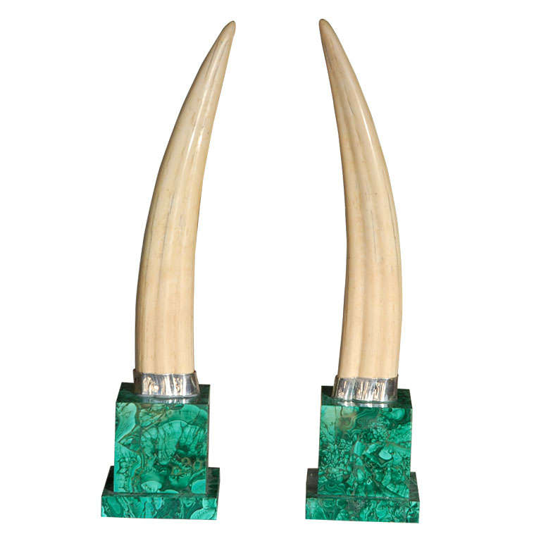 Walrus Tusk - 7 For Sale on 1stDibs | walrus tusk for sale, walrus tusk ...