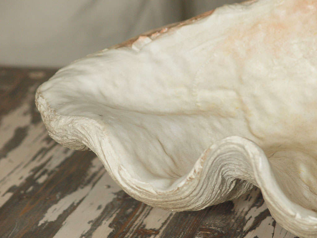 Giant Clam Shell at 1stDibs | large clam shell, life size clam shell ...