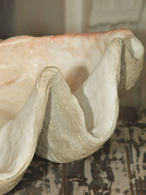 Giant Clam Shell at 1stDibs | large clam shell, life size clam shell ...