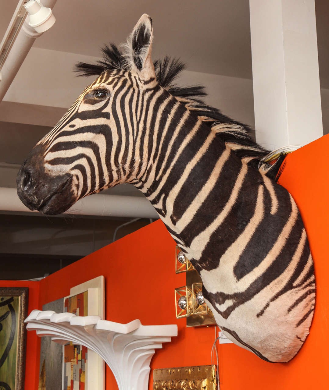 Taxidermy, Zebra at 1stDibs | zebra taxidermy for sale