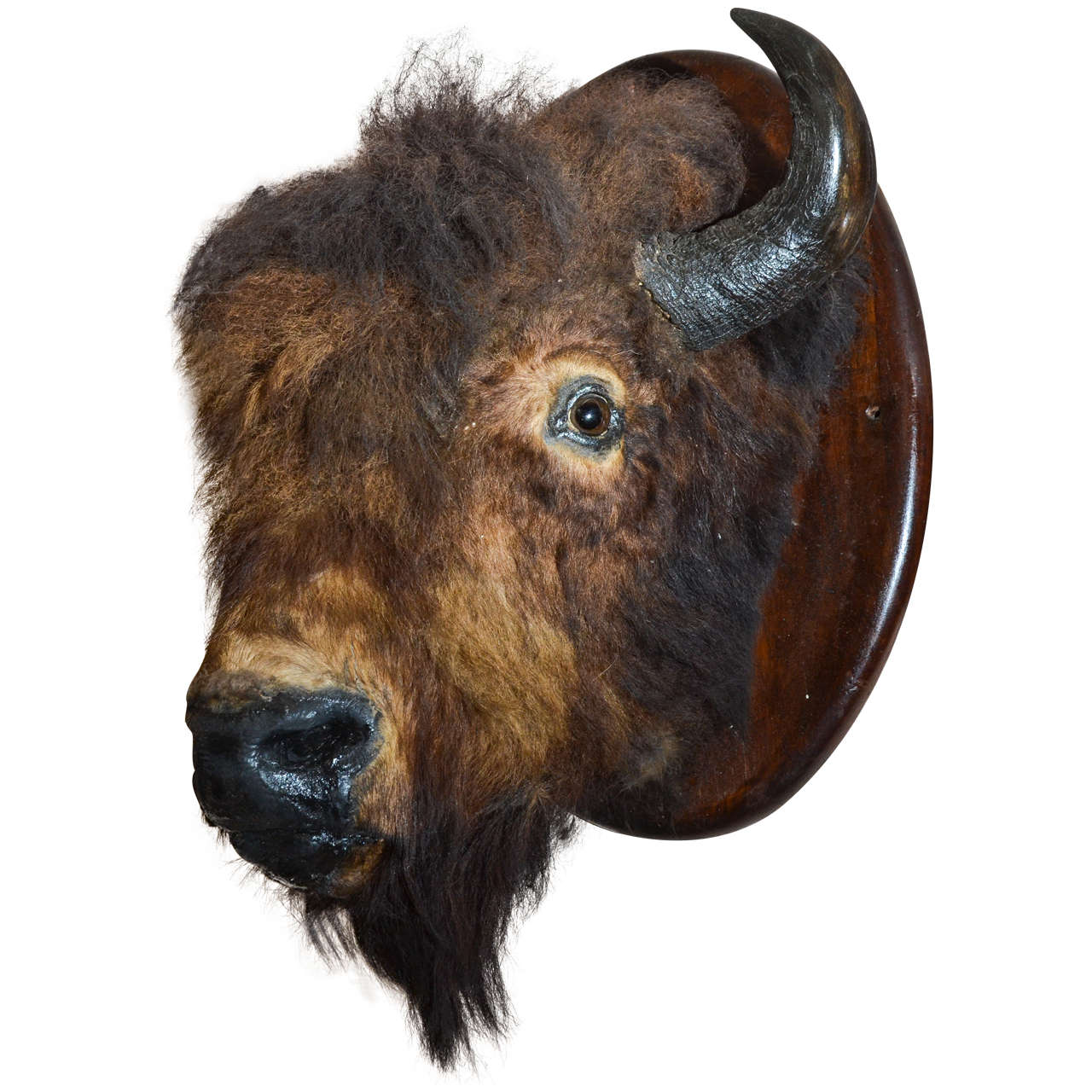 Original Mounted Bison Head at 1stDibs