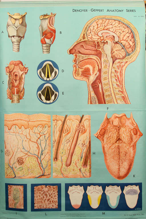 Denoyer-Geppert Anatomy Series Pull-Down Set at 1stDibs | denoyer ...