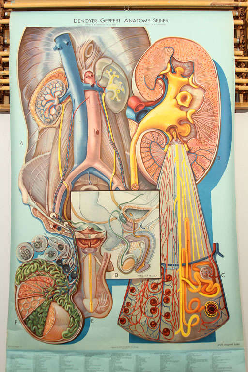 Denoyer-Geppert Anatomy Series Pull-Down Set at 1stDibs | denoyer ...